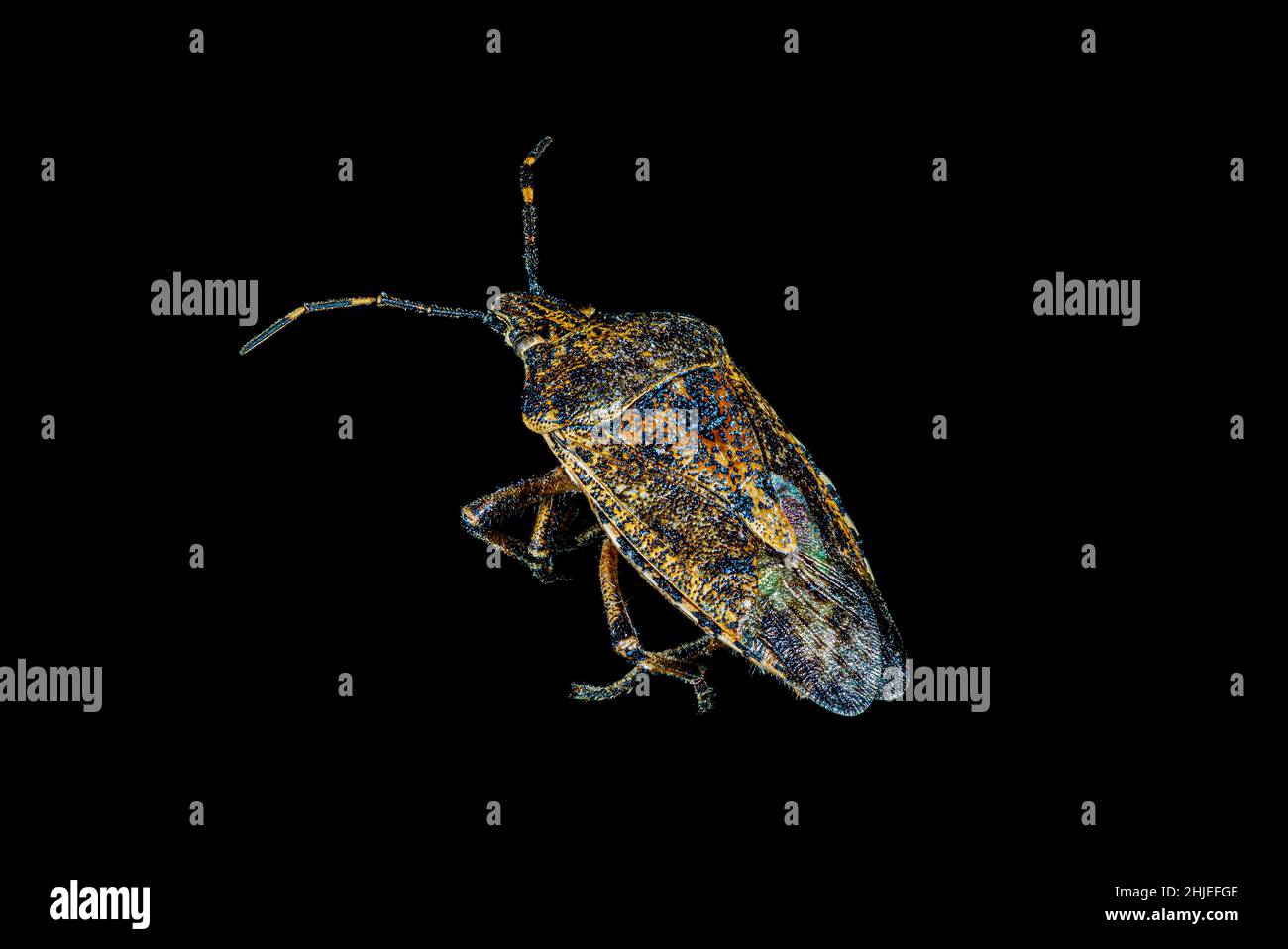 Gray bug hi-res stock photography and images - Alamy