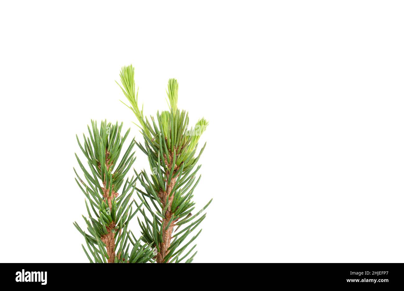 Spruce tips Cut Out Stock Images & Pictures - Alamy