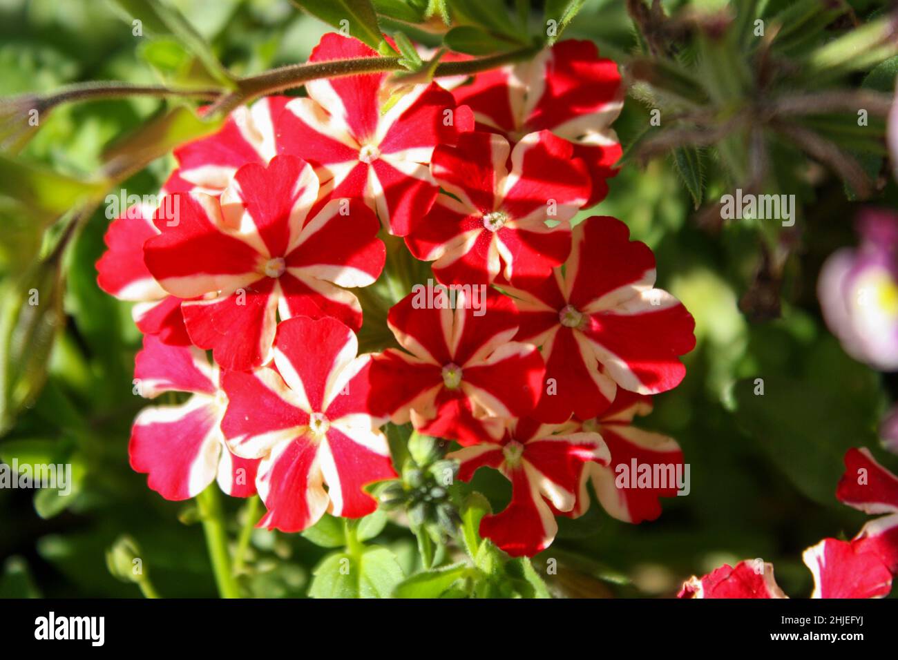 The beautiful red-white Verbena flowers in the garden Stock Photo - Alamy