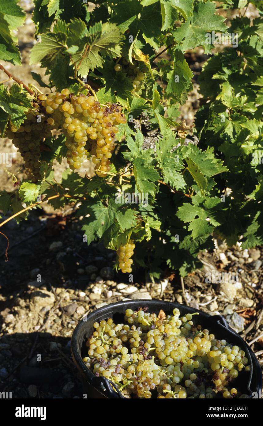 Raisin muscat hi-res stock photography and images - Alamy