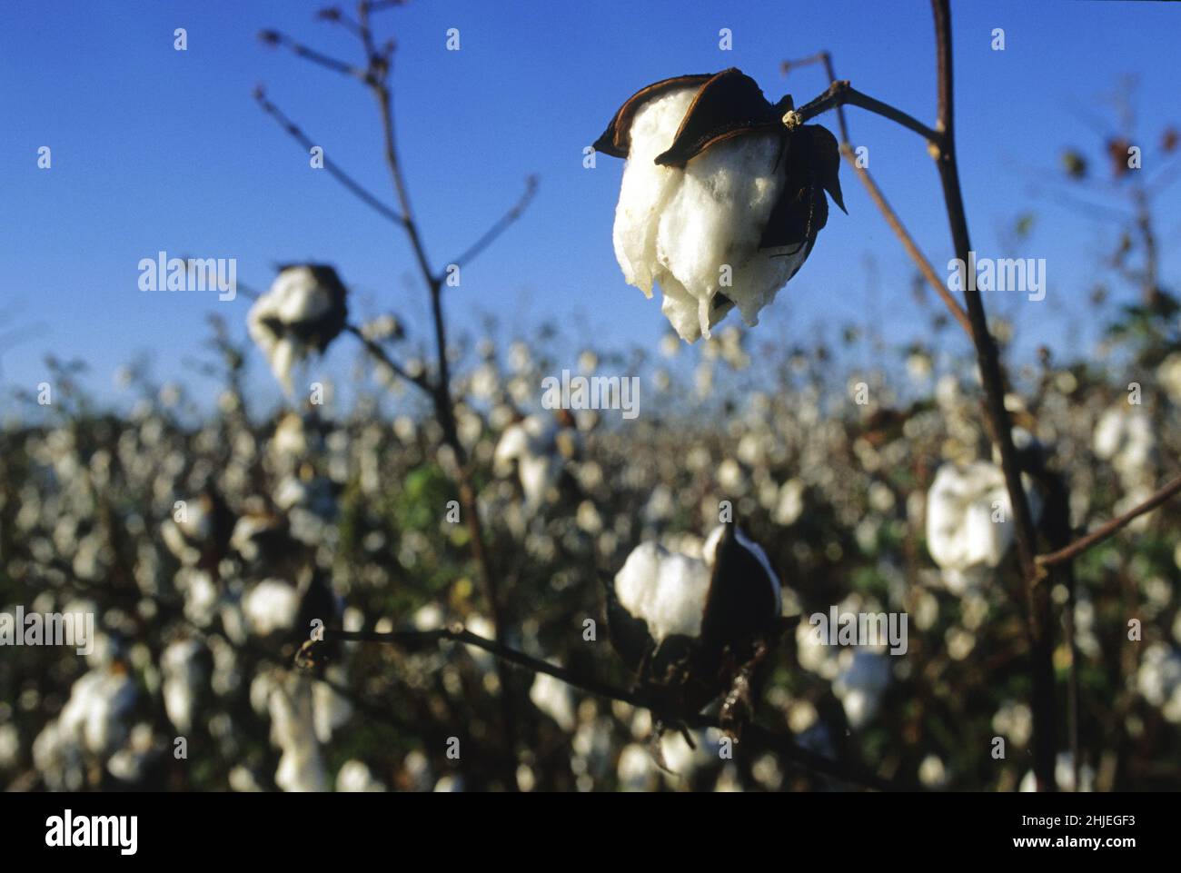 ( usa louisiane culture du coton Stock Photo - Alamy