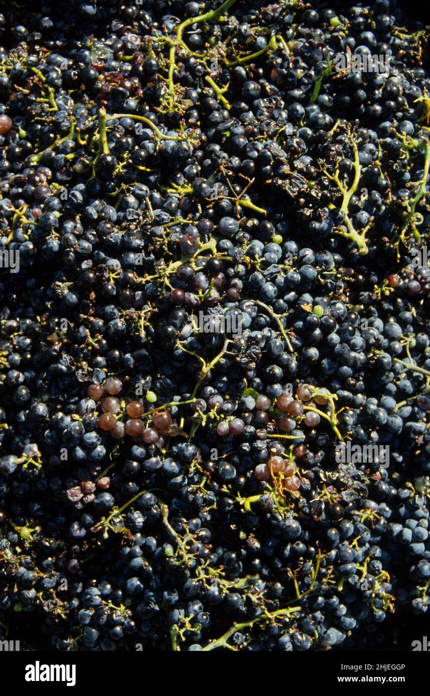 Cepage hi-res stock photography and images - Alamy