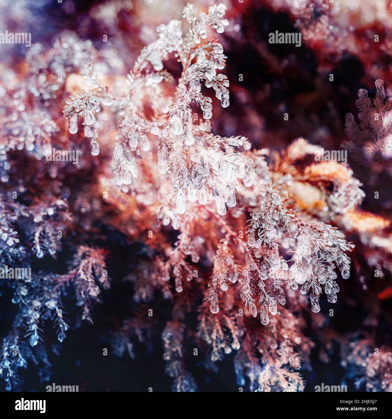 Plant covered in frozen rain. Winter landscape Stock Photo - Alamy