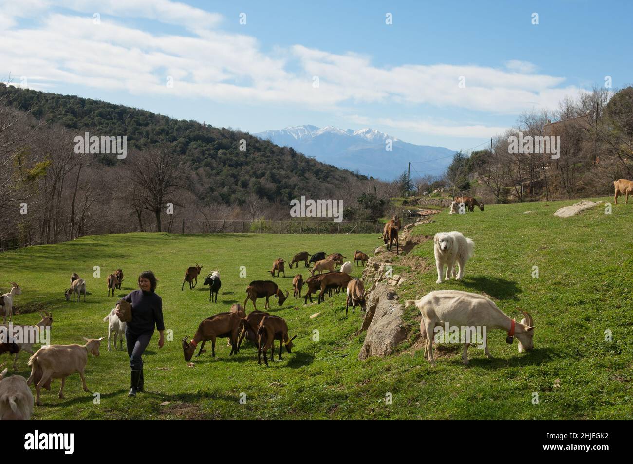 Elevage de chevres hi-res stock photography and images - Alamy