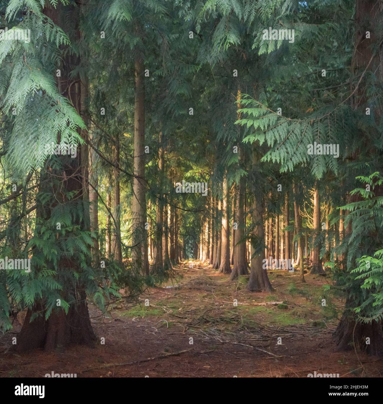 New forest activities hi-res stock photography and images - Alamy