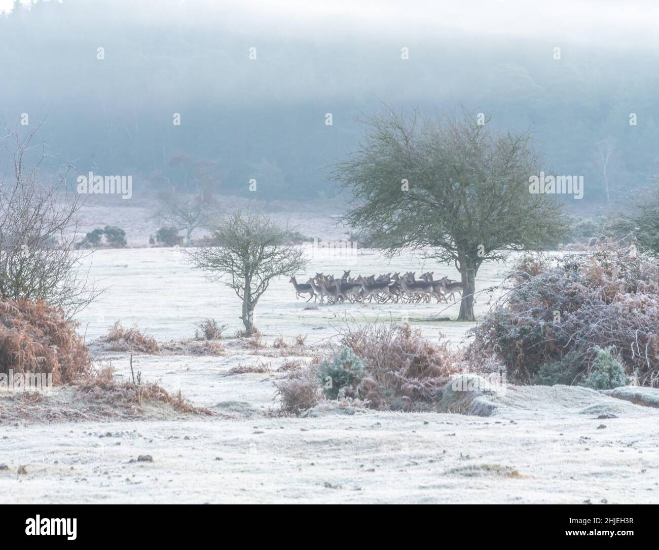 Deer running in frost, New Forest Stock Photo - Alamy