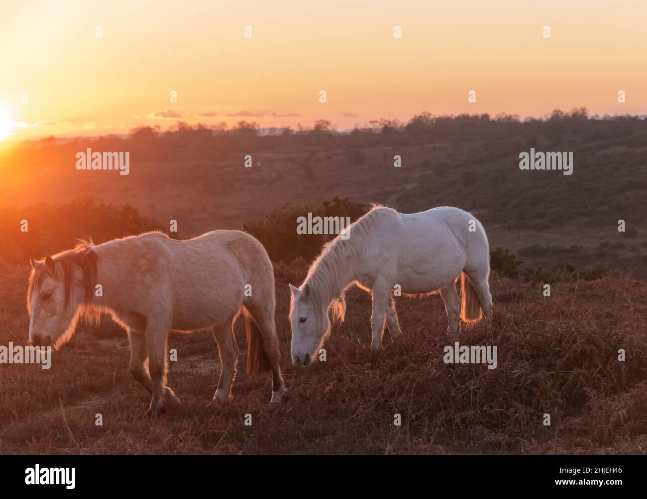 Two New Forest ponies at sunset Jan 22 Stock Photo - Alamy