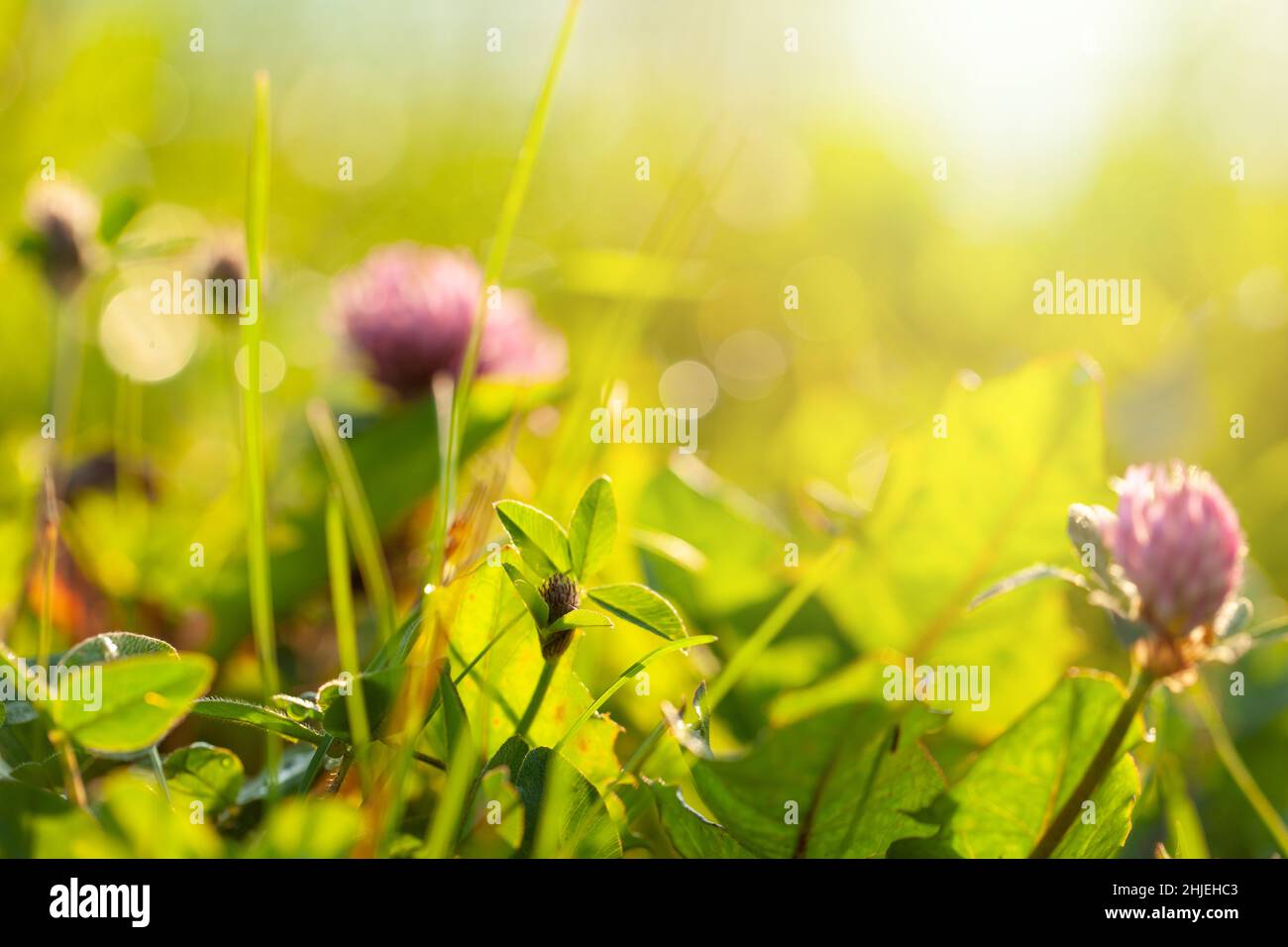 Freshness flowers and grass, floral background Stock Photo - Alamy