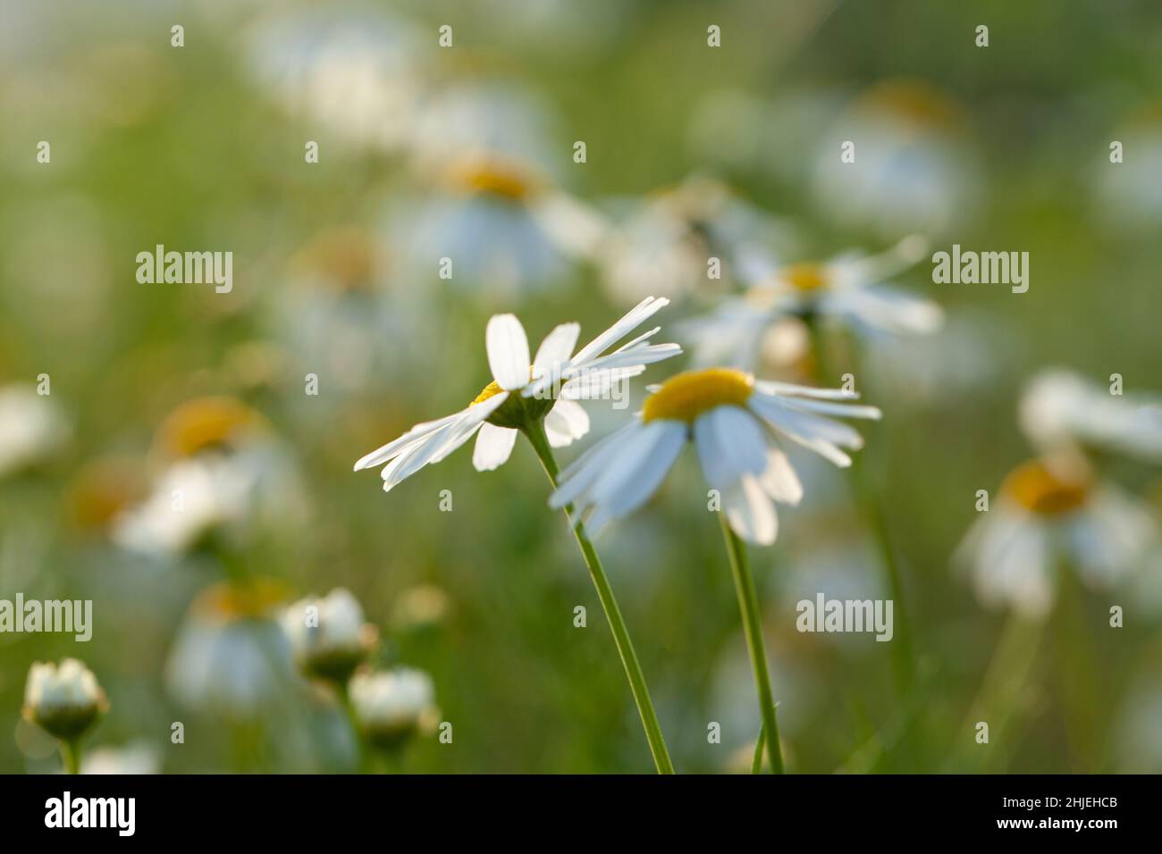 Full of daisy hi-res stock photography and images - Alamy