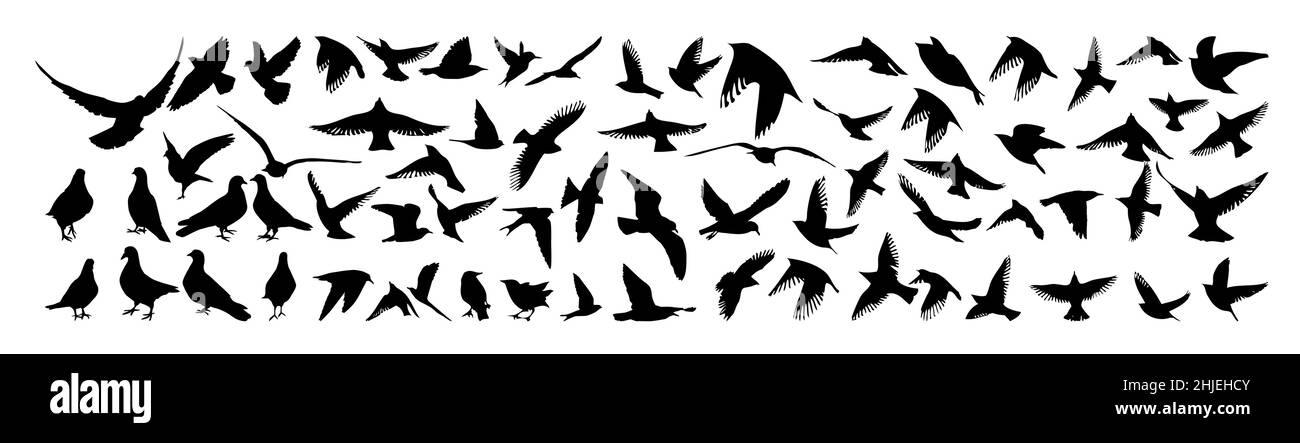 A large set of flying and standing birds. Vector illustration Stock ...