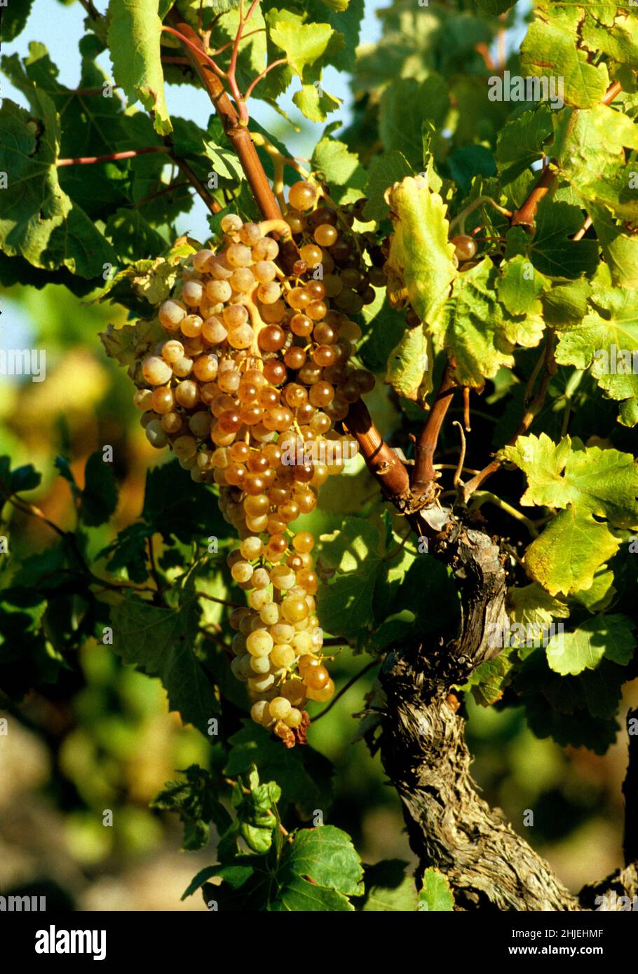 South France pyrenees orientales vine muscat Stock Photo - Alamy