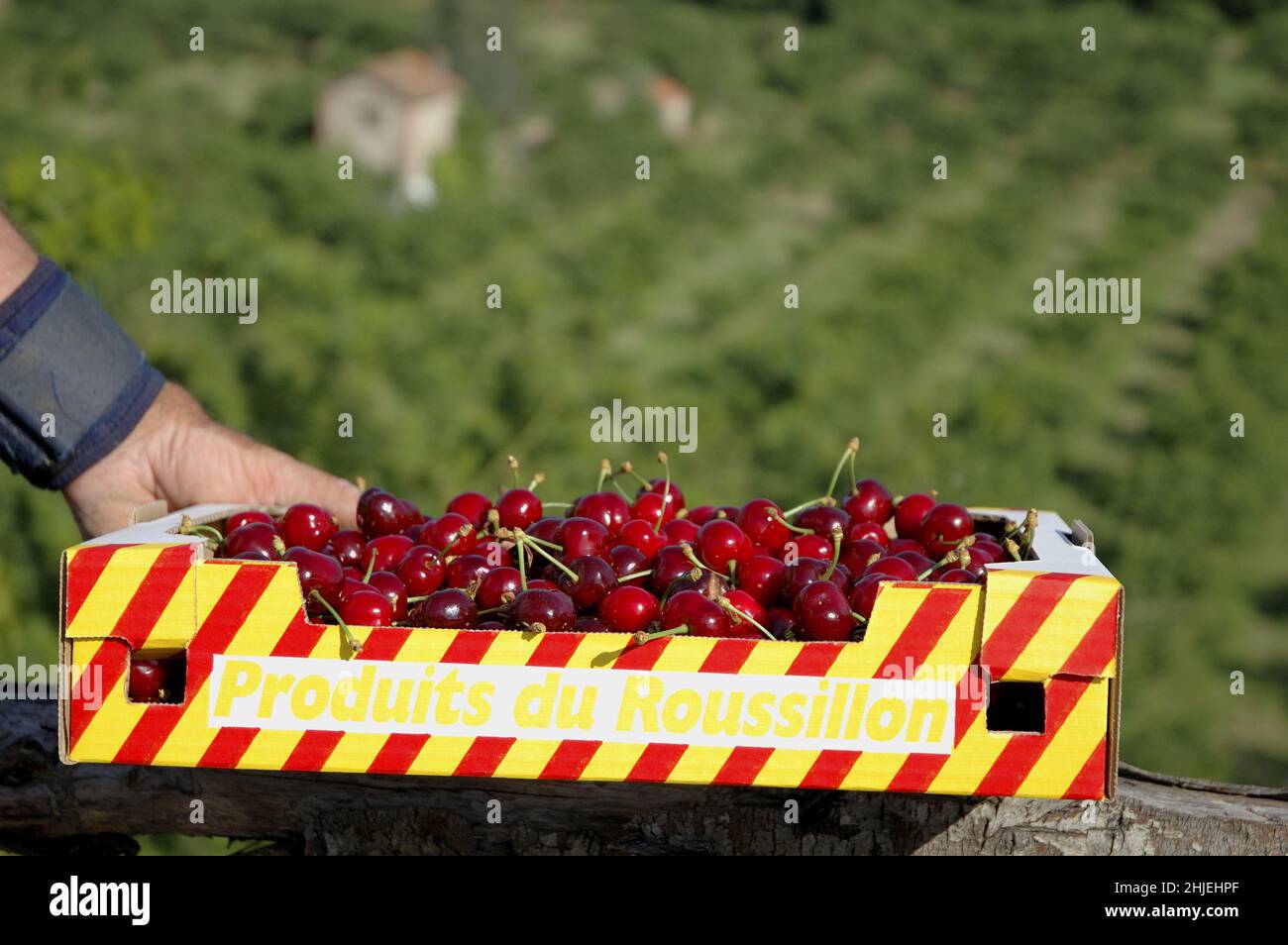 france agriculture harvest cherry early fruits ceret pyrenees ...