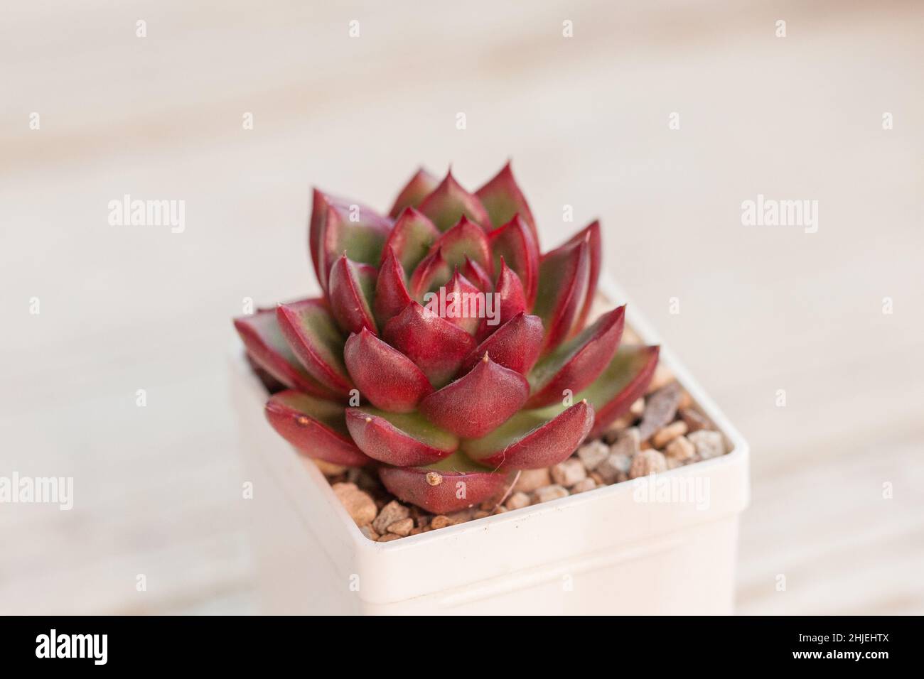 Red echeveria Rubra flower on white background Stock Photo - Alamy