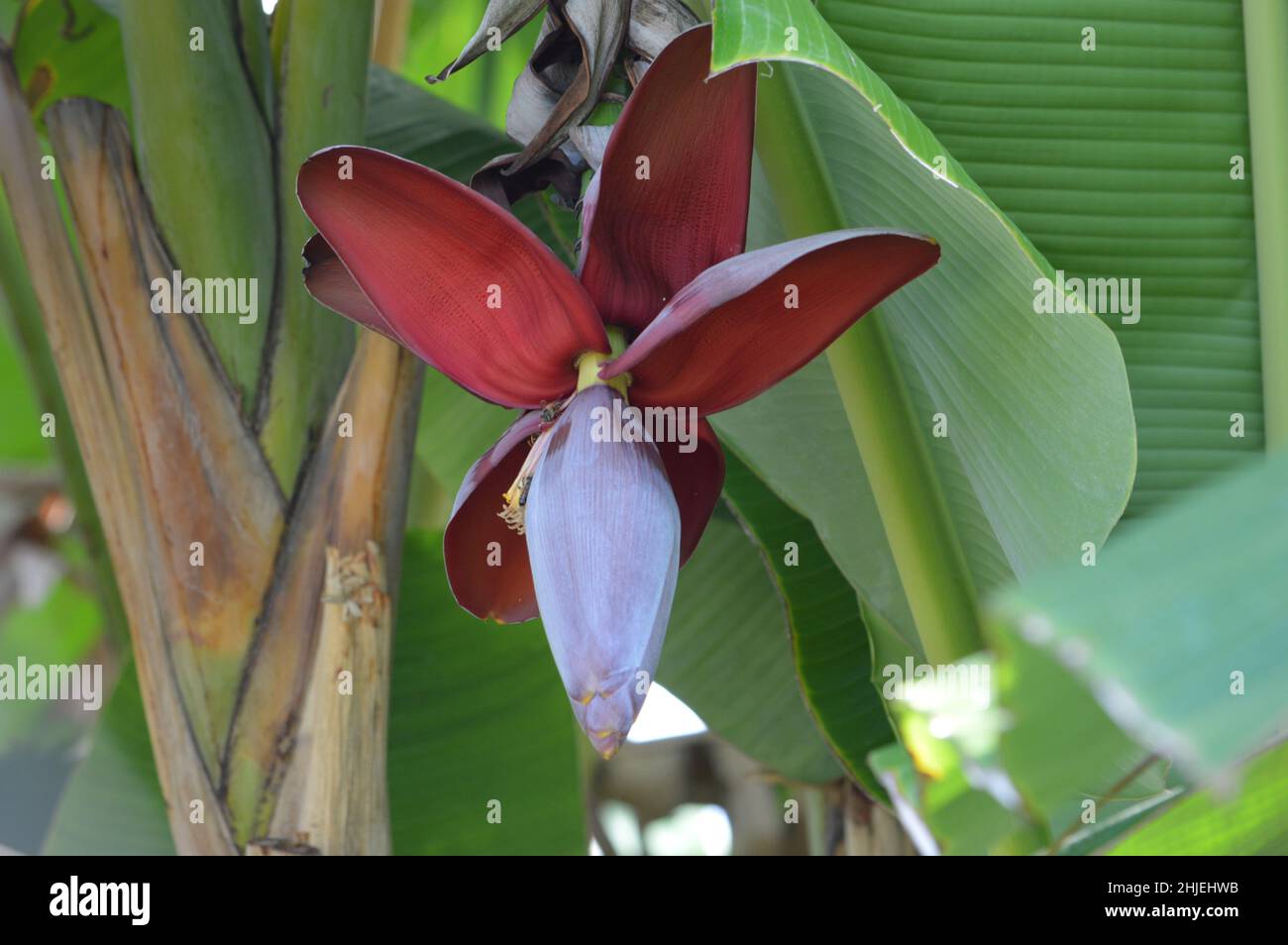 Bananenblüte hi-res stock photography and images - Alamy