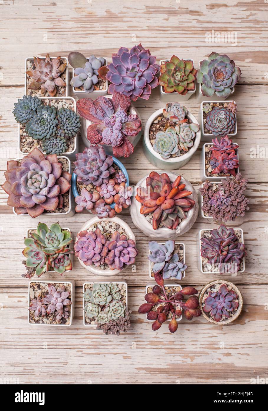 Succulents in pots hi-res stock photography and images - Alamy