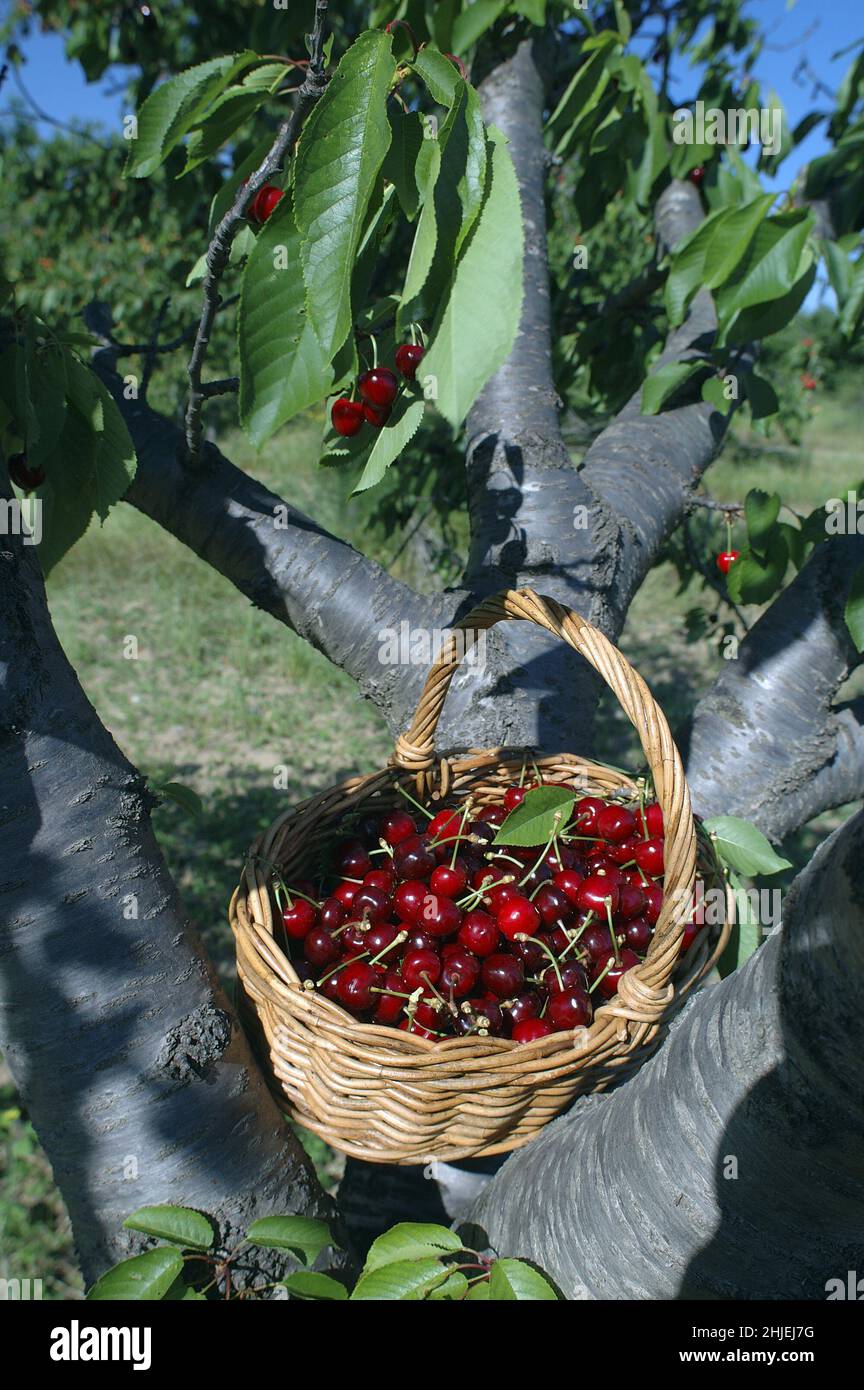 Production agricole hi-res stock photography and images - Alamy