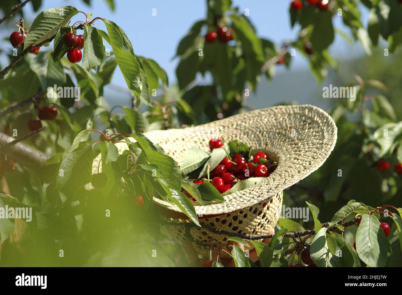 france cherry crates cherries cherry trees early fruits ceret pyrenees ...