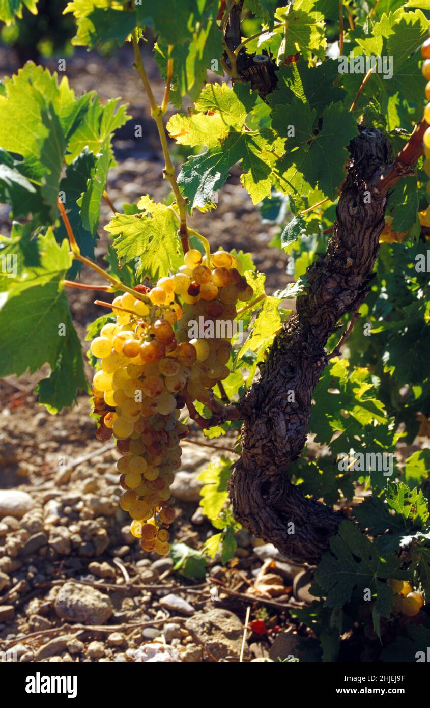 Raisin de muscat hi-res stock photography and images - Alamy