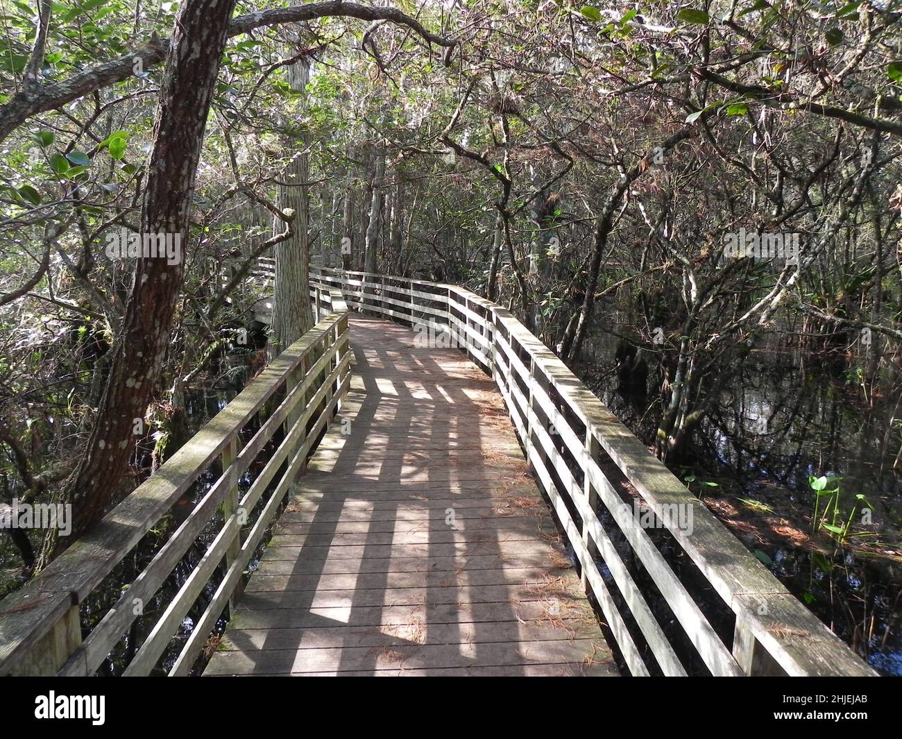 Corkscrew swamp sanctuary trail hi-res stock photography and images - Alamy