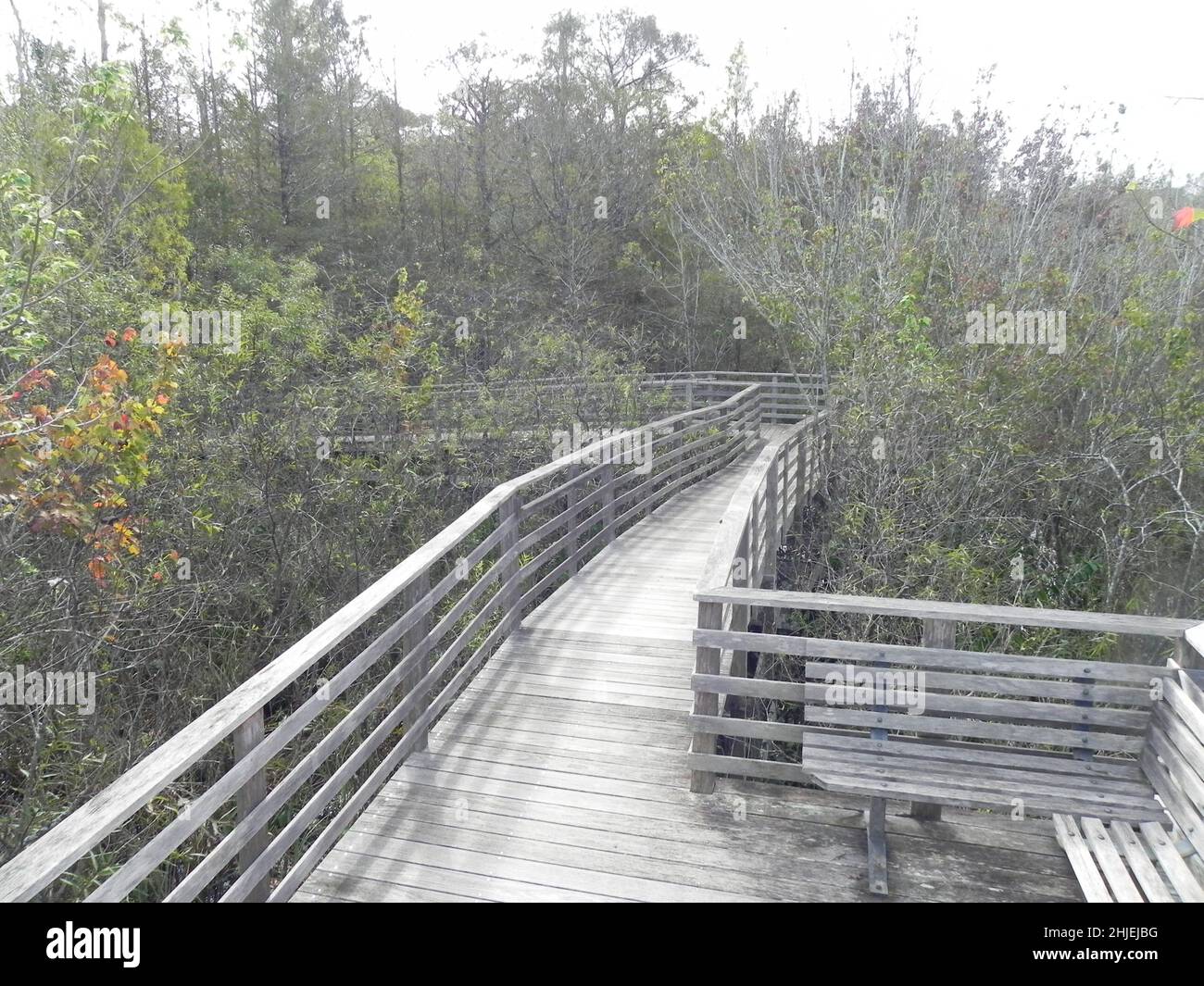 Corkscrew swamp sanctuary trail hi-res stock photography and images - Alamy