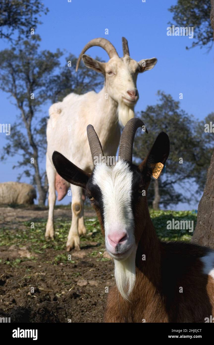 goat greeding Pyrenees Orientales aspres vives france Stock Photo - Alamy