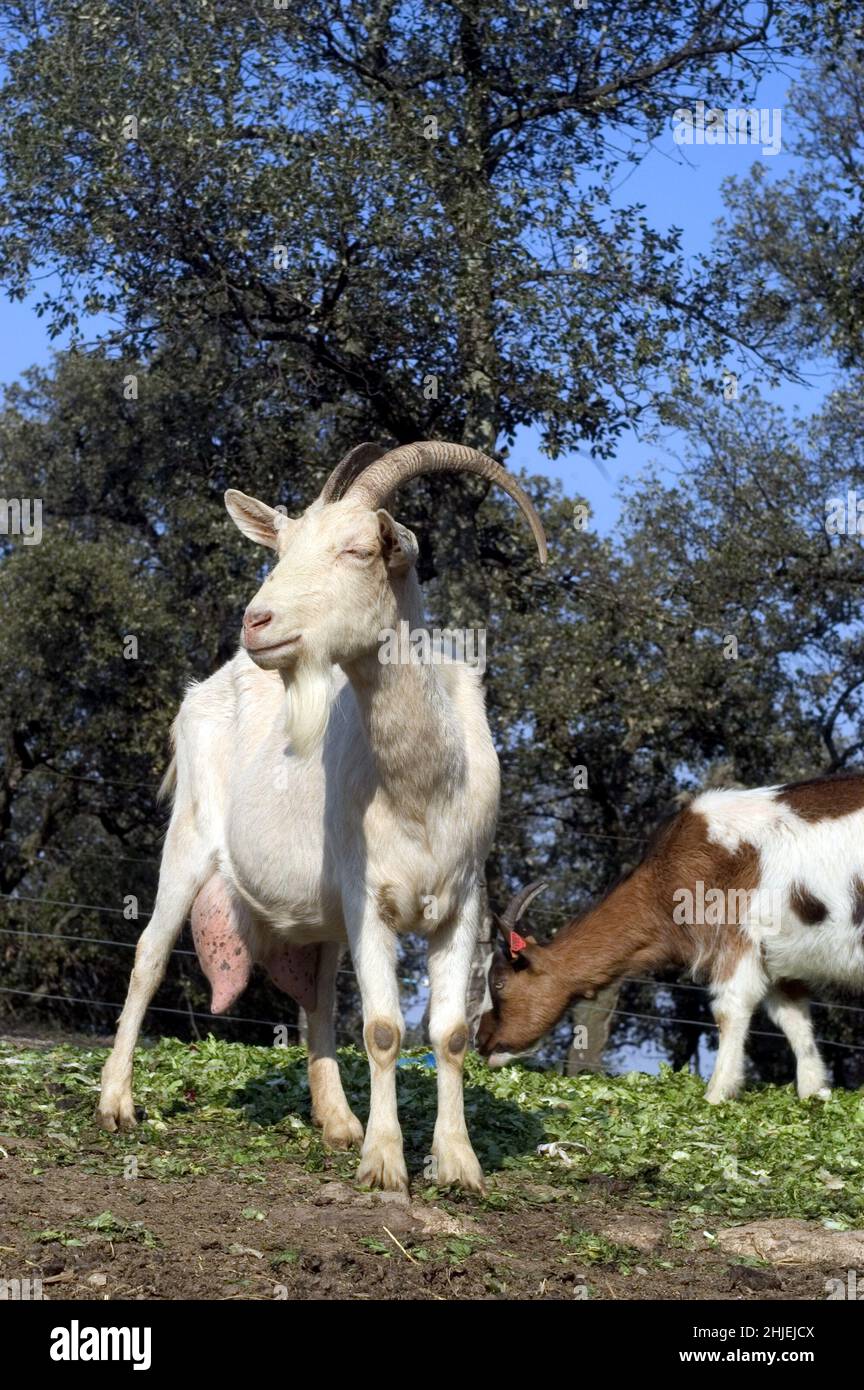 goat greeding Pyrenees Orientales aspres vives france Stock Photo - Alamy