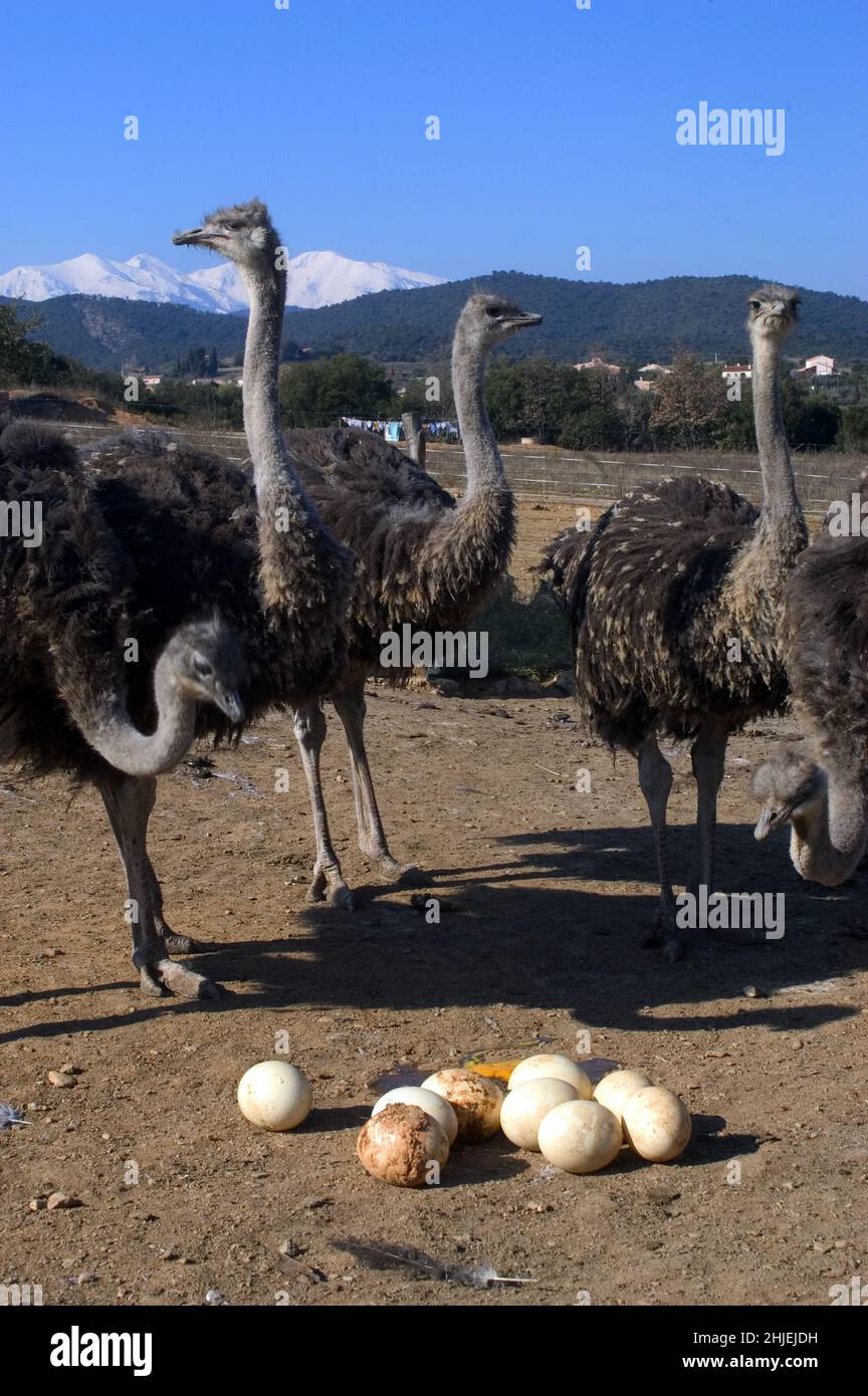 french greeder farmer ostrich aspres eggs Stock Photo - Alamy
