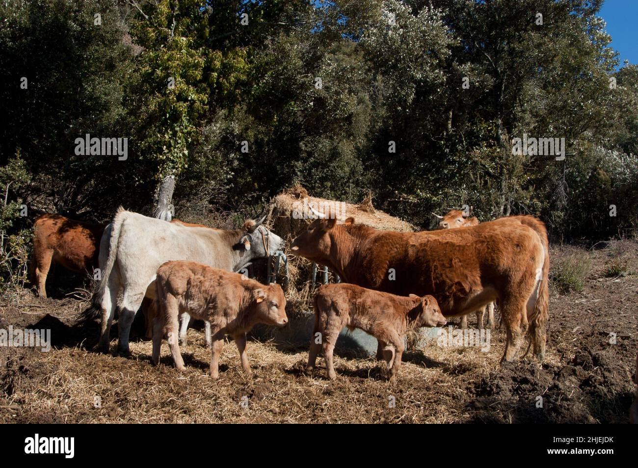 france cow farm breeding alberes pyrenees orientales Stock Photo - Alamy