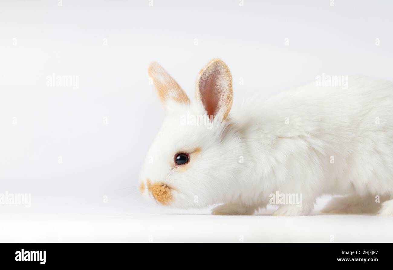 beautiful easter bunny on white background Stock Photo - Alamy