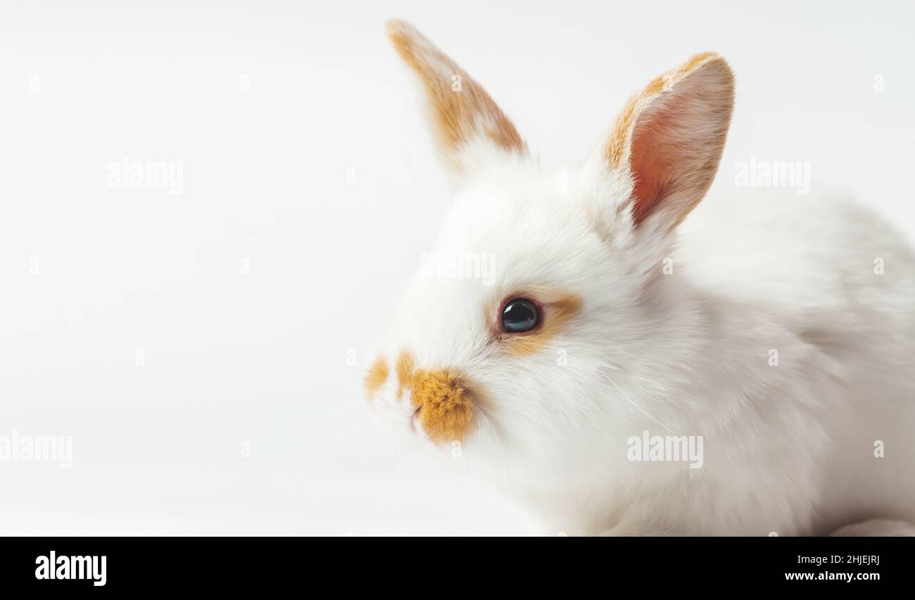 beautiful rabbit on a white background Stock Photo - Alamy