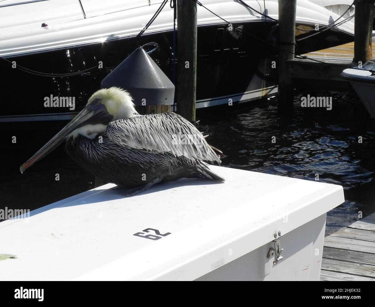 Freilebende Vogel High Resolution Stock Photography and Images - Alamy