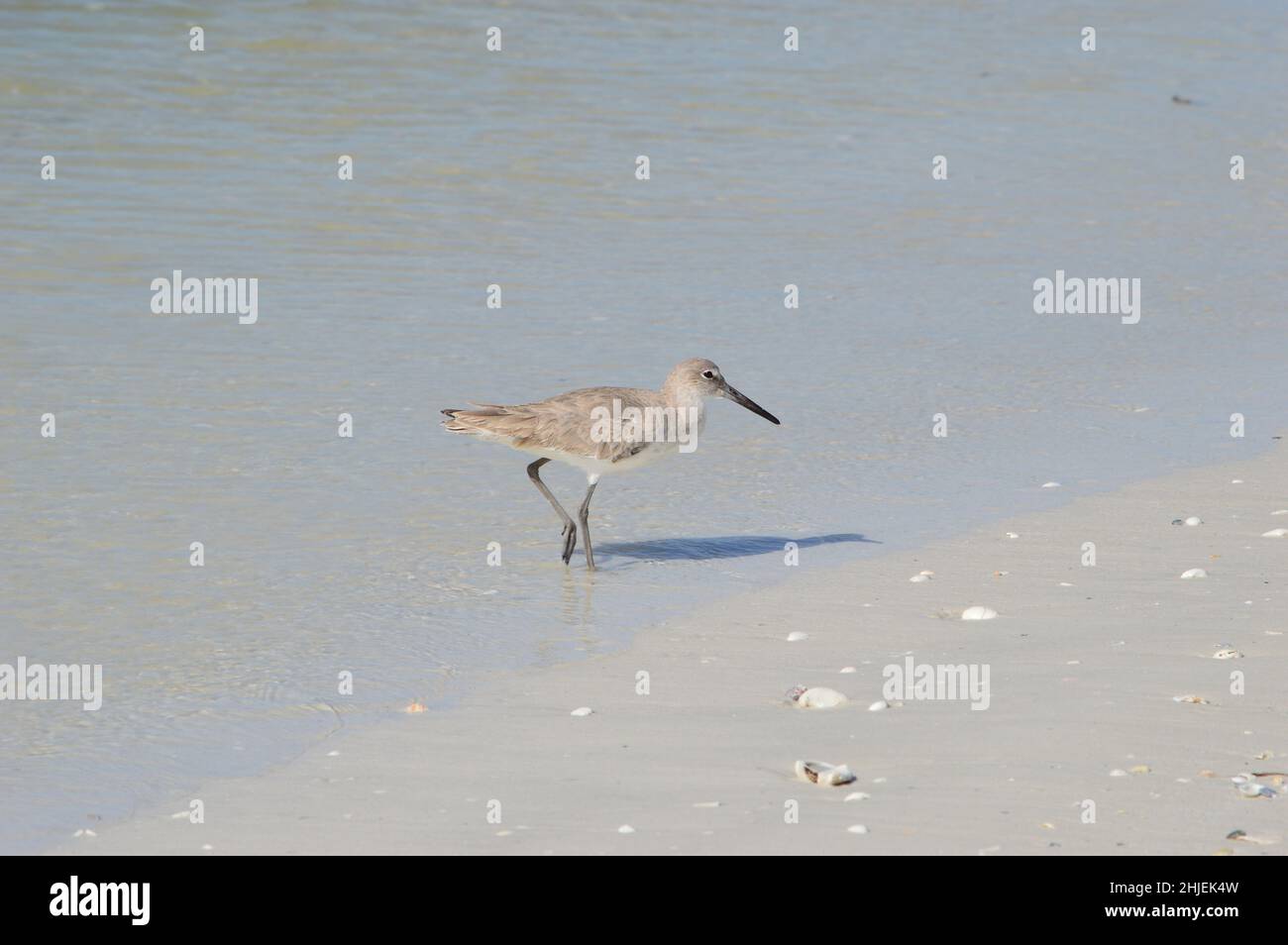 Vogel state park beach hi-res stock photography and images - Alamy