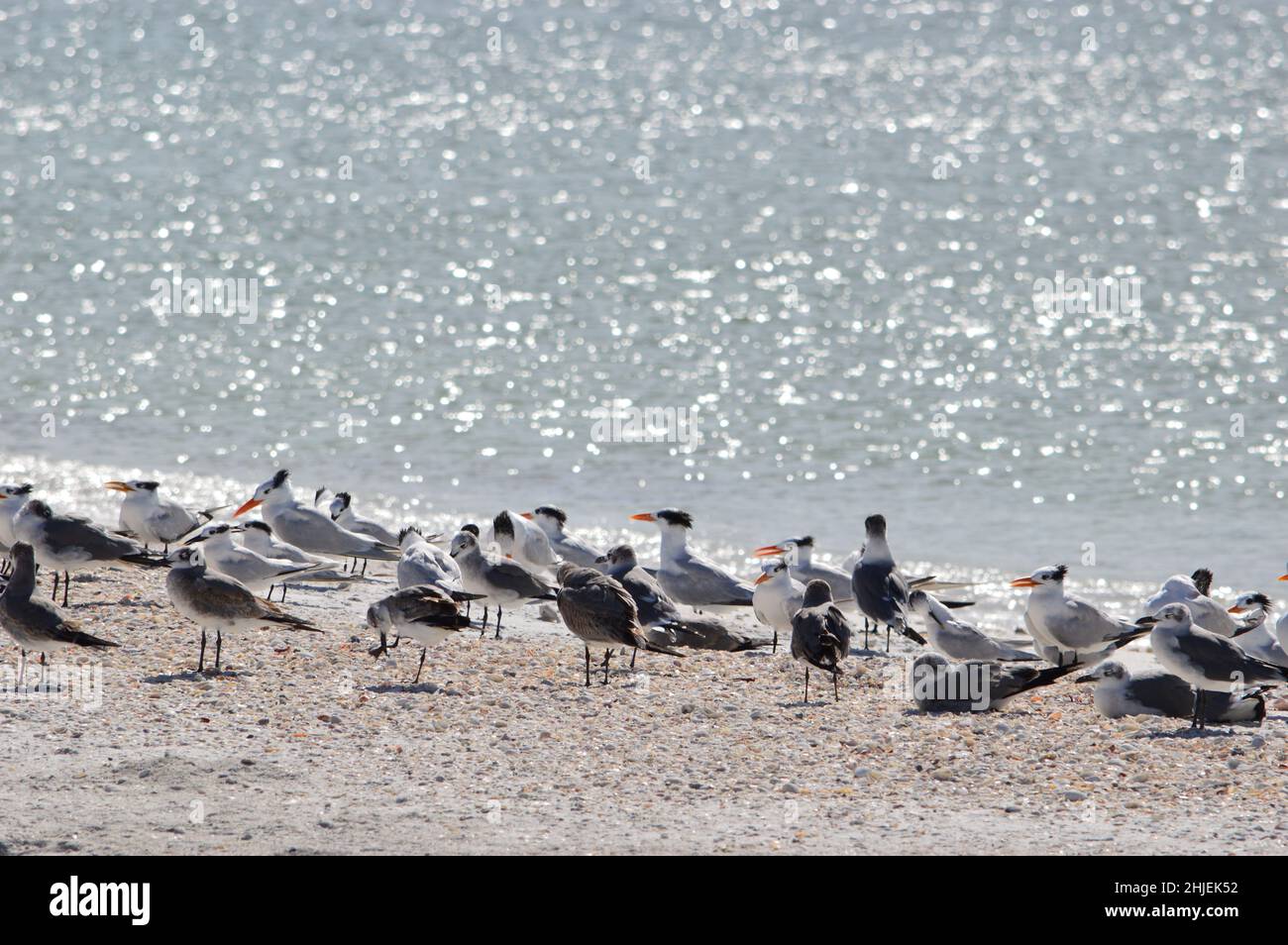 Vogel state park beach hi-res stock photography and images - Alamy