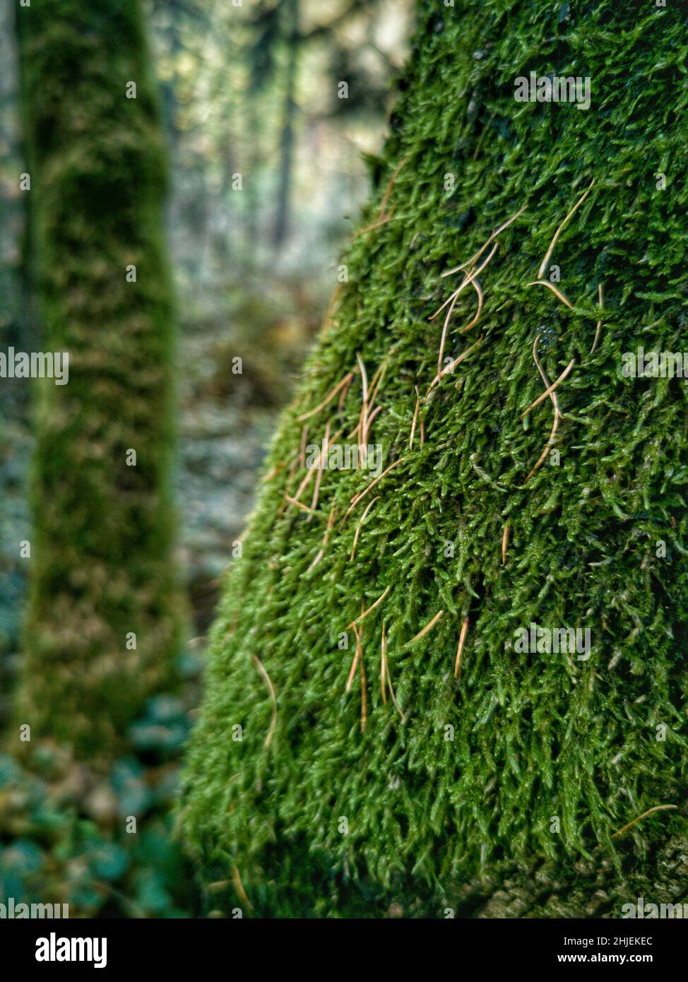 Vertical shot of trees covered in entodon seductrix under the sunlight ...
