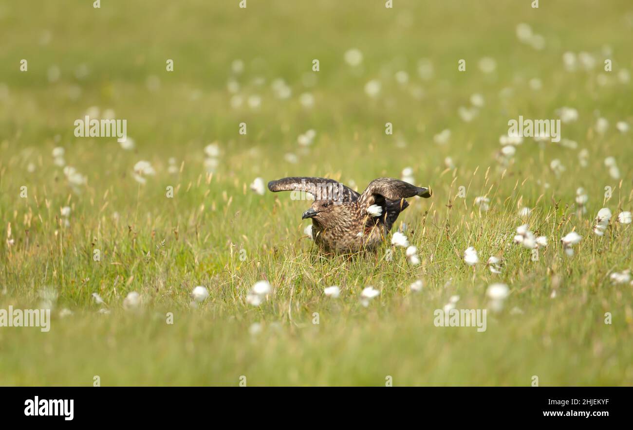 Close-up of a Great skua (Stercorarius skua) Bonxie in a meadow, Noss ...