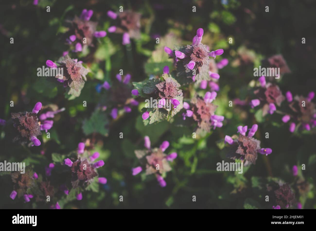 Lamium purpureum scented herb in green grass Stock Photo - Alamy