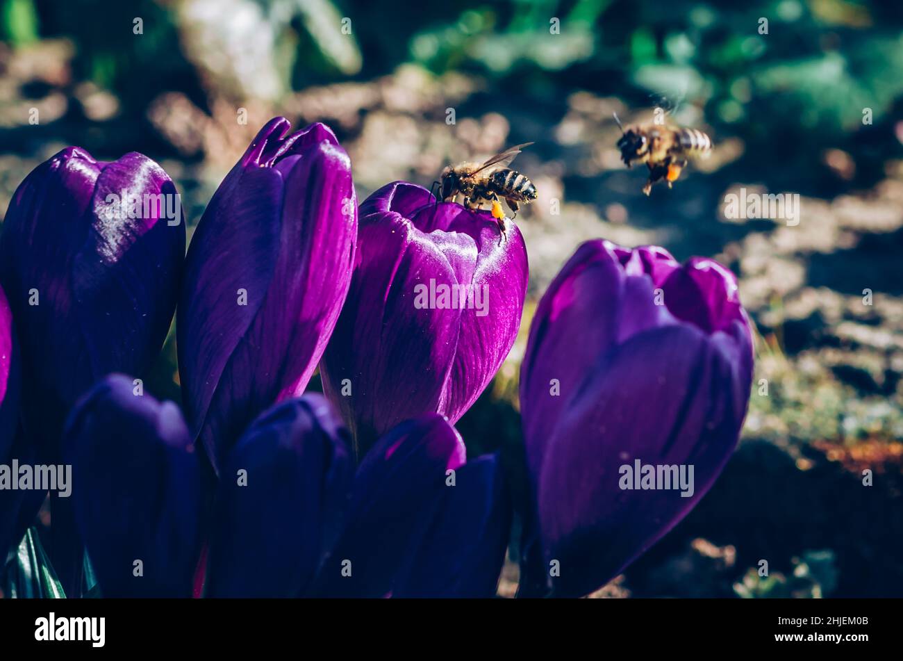 Insect in spring hi-res stock photography and images - Alamy