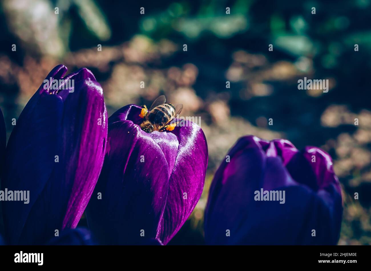 family of violet crocuses and flying bees insect in spring garden Stock ...