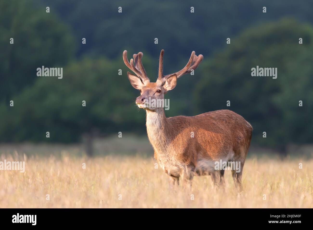 Red deer stag with velvet antlers in summer, United Kingdom Stock Photo ...