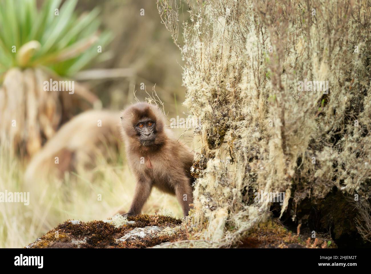 Close up of a baby Gelada monkey (Theropithecus gelada) grazing in ...