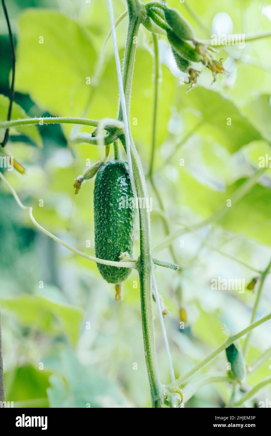 Stem pimple hi-res stock photography and images - Alamy