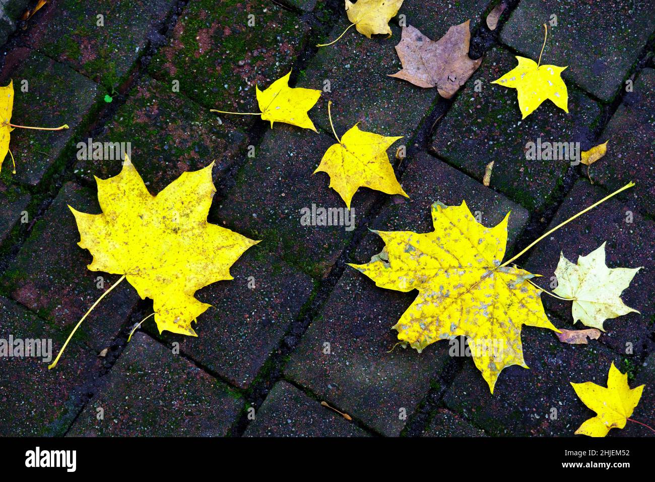 Pavement wet overhead hi-res stock photography and images - Alamy