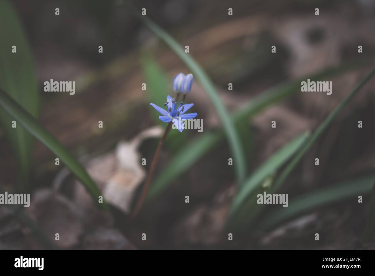 early spring blue flowers in forest Stock Photo - Alamy