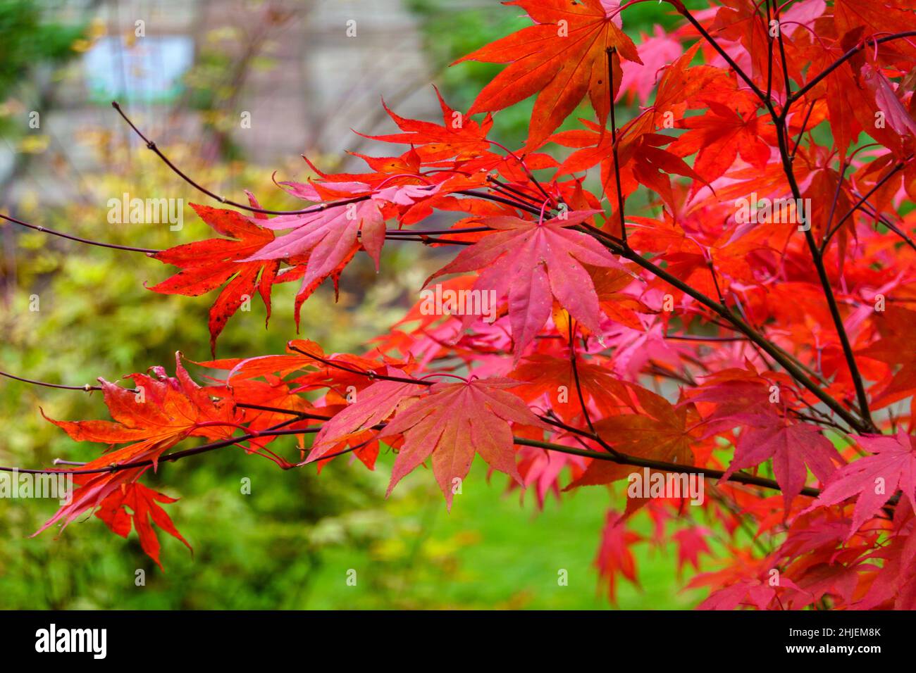 Red leaves of Japanese maple Stock Photo - Alamy