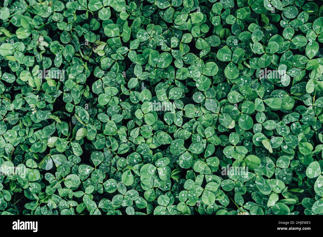 Wonder greenery nature full covered clever background of green leaves ...