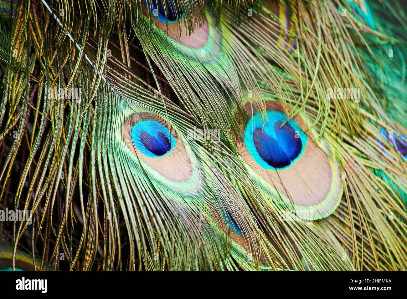 Green colorful peacock tail texture with feathers. Animals abstract ...