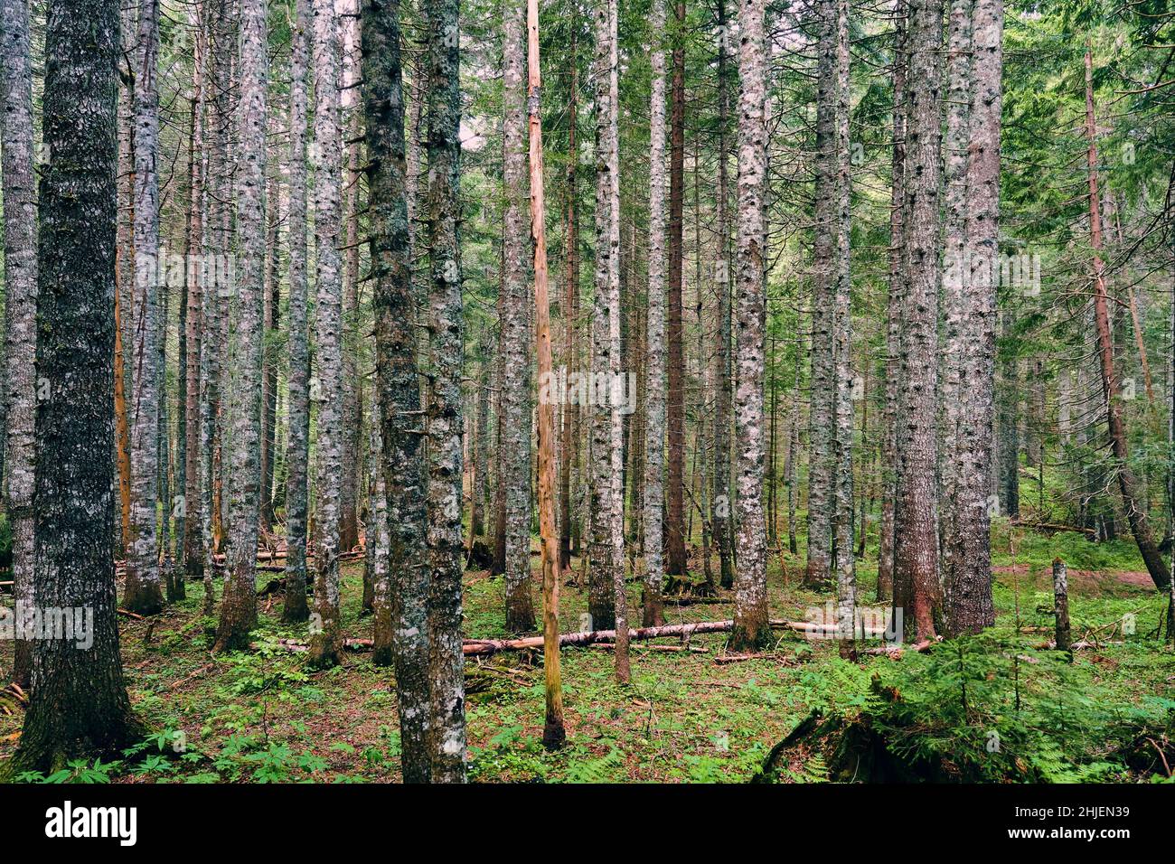 Background of dense forest with many trunks of coniferous trees. Wild ...