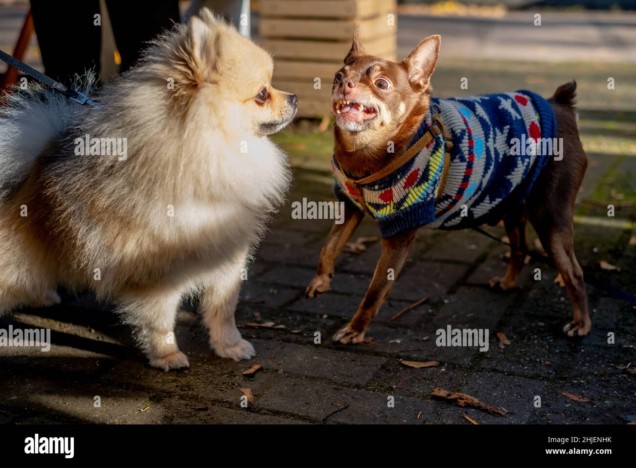 Small dogs fighting on street Stock Photo - Alamy