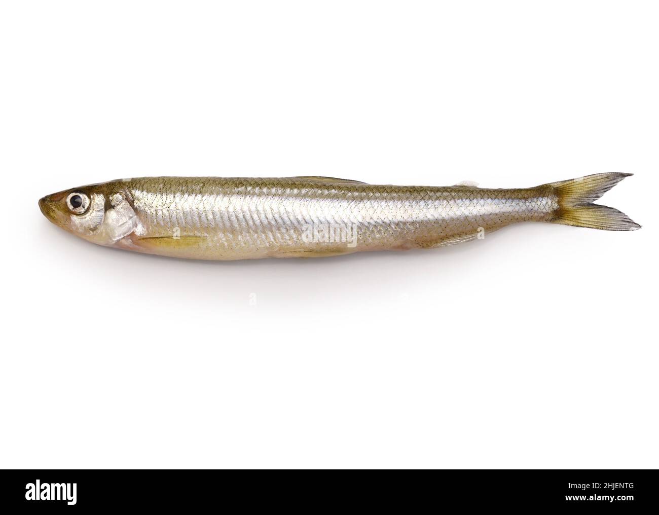 Chika, Japanese surf smelt isolated on white background Stock Photo - Alamy