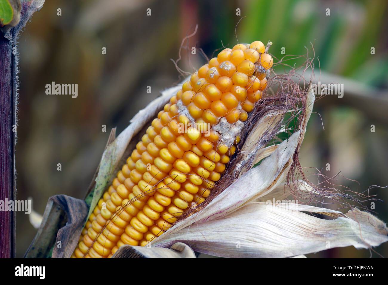 Fungus aspergillus hi-res stock photography and images - Alamy